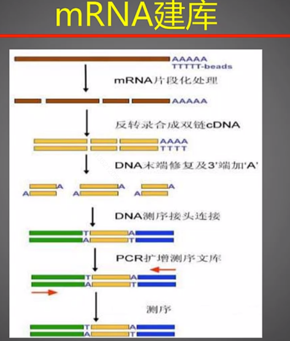 RNA_seq生物分析学习--RNA-seq实验_rnaseq样本要求-CSDN博客