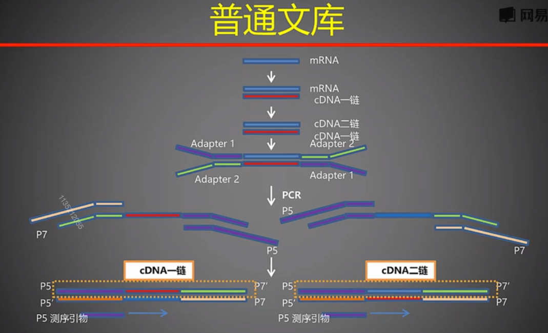 RNA_seq生物分析学习--RNA-seq实验_rnaseq样本要求-CSDN博客