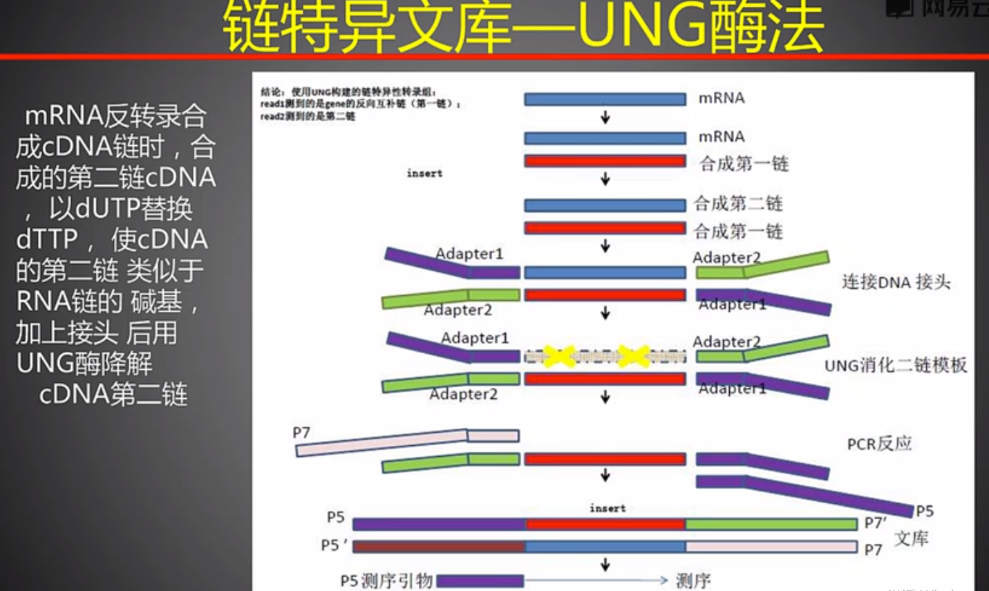 RNA_seq生物分析学习--RNA-seq实验_rnaseq样本要求-CSDN博客