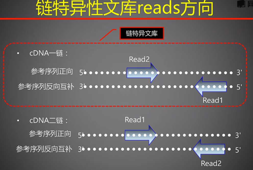 RNA_seq生物分析学习--RNA-seq实验_rnaseq样本要求-CSDN博客