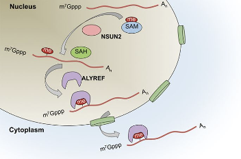 m5C-RNA—掀起表观转录组学研究新浪潮_rna-bisseq-CSDN博客