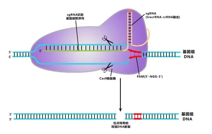 【CRISPR-Cas9神助攻】 Cas9稳定表达细胞系、CRISPR/Cas9敲除细胞系_crispr cas9稳转-CSDN博客
