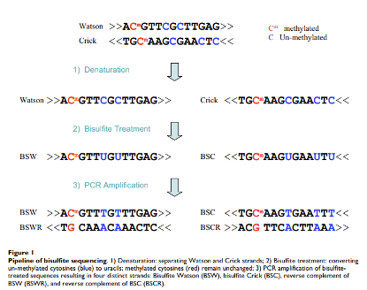 单细胞甲基化测序（scBS-seq）比对率奇低？你的文库方向性参数可能没选对！_bismark比对率低-CSDN博客