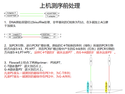 单细胞甲基化测序（scBS-seq）比对率奇低？你的文库方向性参数可能没选对！_bismark比对率低-CSDN博客