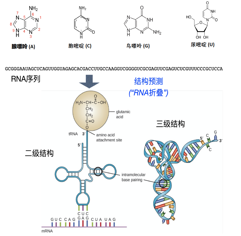 使用螺旋桨PaddleHelix完成RNA结构预测竞赛的前置基础知识整理_pahelix深度学习框架-CSDN博客
