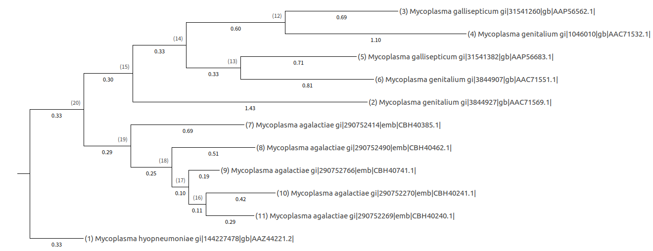 OrthoFinder 2.0 原理及所涉及的相关概念-CSDN博客
