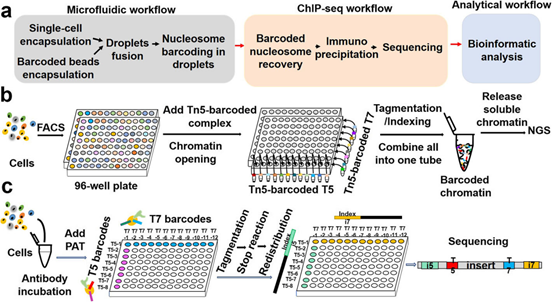 染色质调控区域的研究： 对CHIP-seq和ATAC-seq发展的深入思考_uli-nchip简介-CSDN博客