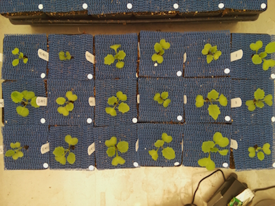 PlantCV 农业自动化中的机器视觉库-CSDN博客