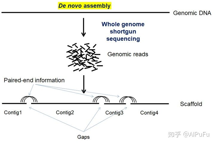 宏基因组组装神器-MEGAHIT使用及常见问题-CSDN博客