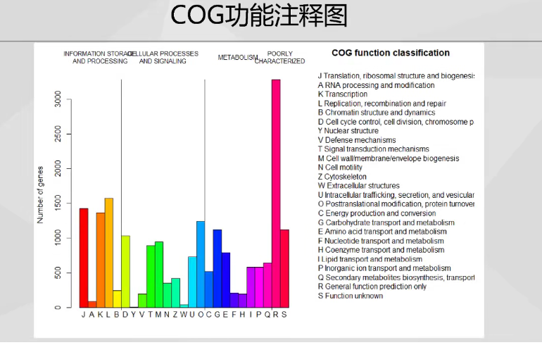 COG功能注释图-CSDN博客