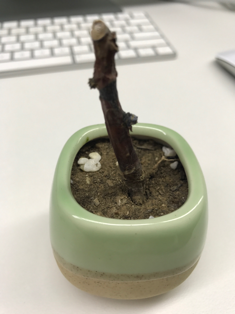 Qt之QImage无法获取图片尺寸（宽和高）_qimage 尺寸-CSDN博客