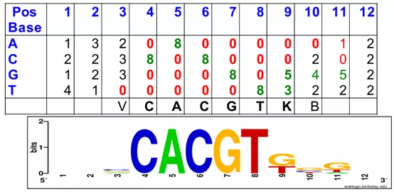 转录因子详细介绍(motif)_转录因子motif-CSDN博客