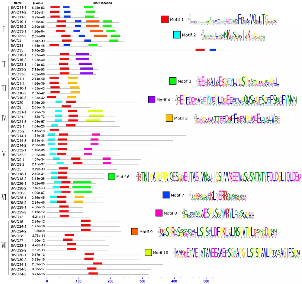 转录因子详细介绍(motif)_转录因子motif-CSDN博客