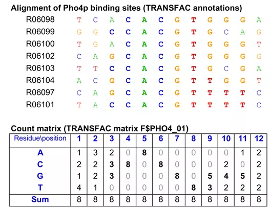 转录因子详细介绍(motif)_转录因子motif-CSDN博客
