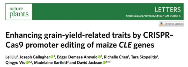 Nature ：利用基因编辑技术进行高产玉米研究新进展_玉米突变体购买maizegdb-CSDN博客