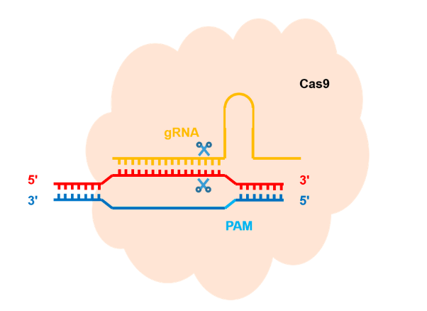 关于CRISPR基因编辑防脱靶、高效编辑的一种方法学评估_pam序列-CSDN博客