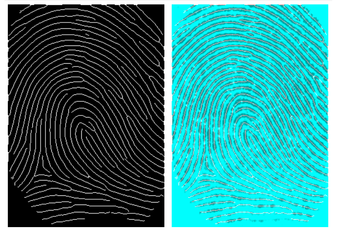 2021wsb Day2 4 Raffaele教授演示利用opencv和python实现一个指纹识别系统 含代码 Part4指纹脊线图 Python Csdn博客