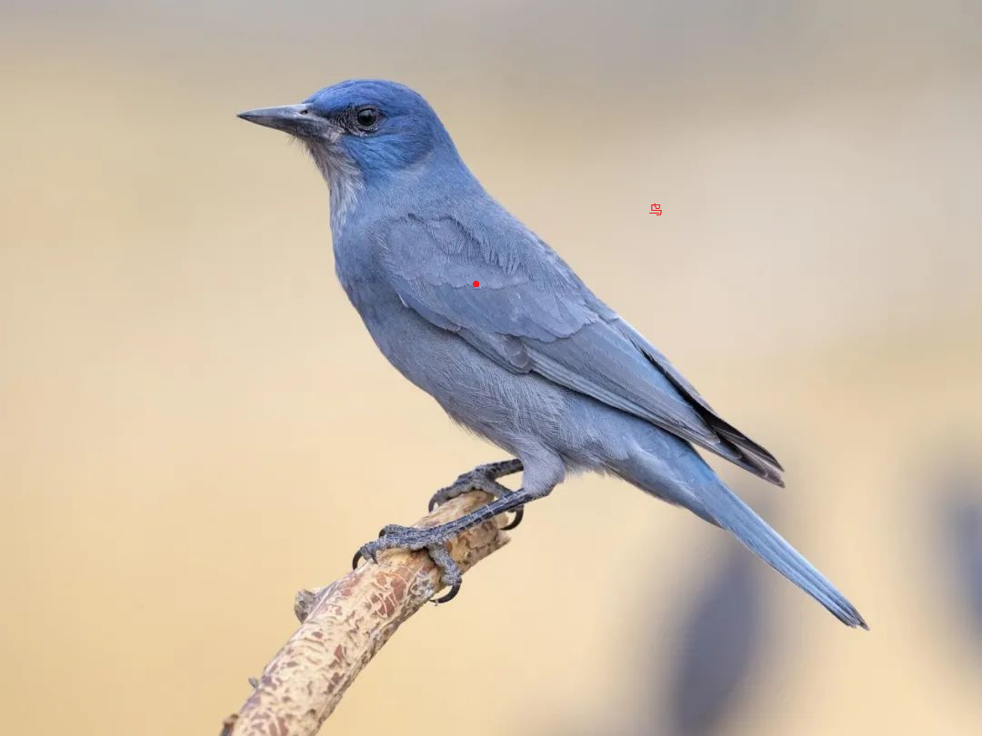 【论文阅读】Reviving Iterative Training with Mask Guidance for Interactive Segmentation-CSDN博客