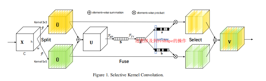 SKnet：Selective Kernel Networks学习笔记+Pytorch代码实现_sknet论文地址-CSDN博客