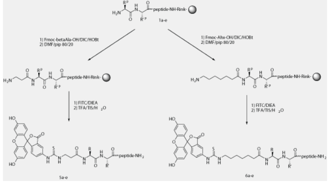 多肽的荧光(FAM、FITC、Dansyl、TAMRA、Biotin等)标记服务_fam荧光标记-CSDN博客
