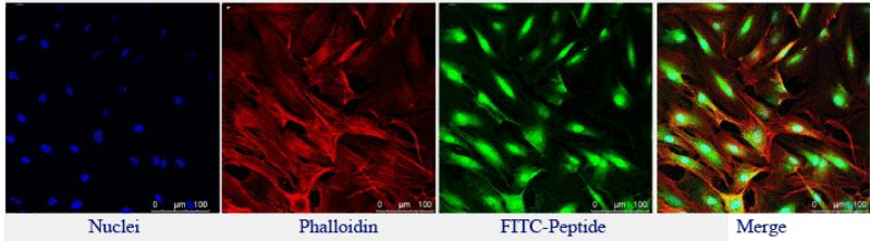 多肽的荧光(FAM、FITC、Dansyl、TAMRA、Biotin等)标记服务_fam荧光标记-CSDN博客