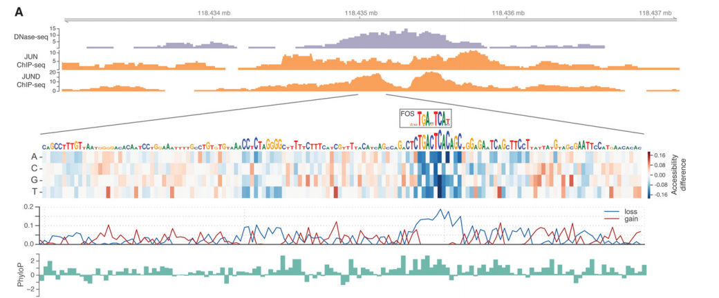 使用CNN预测基因可及性_cnn dna-CSDN博客