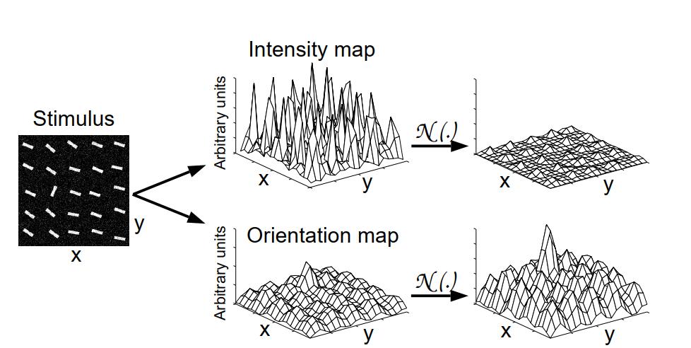 《A Model of Saliency-based Visual Attention for Rapid Scene Analysis》翻译 ...