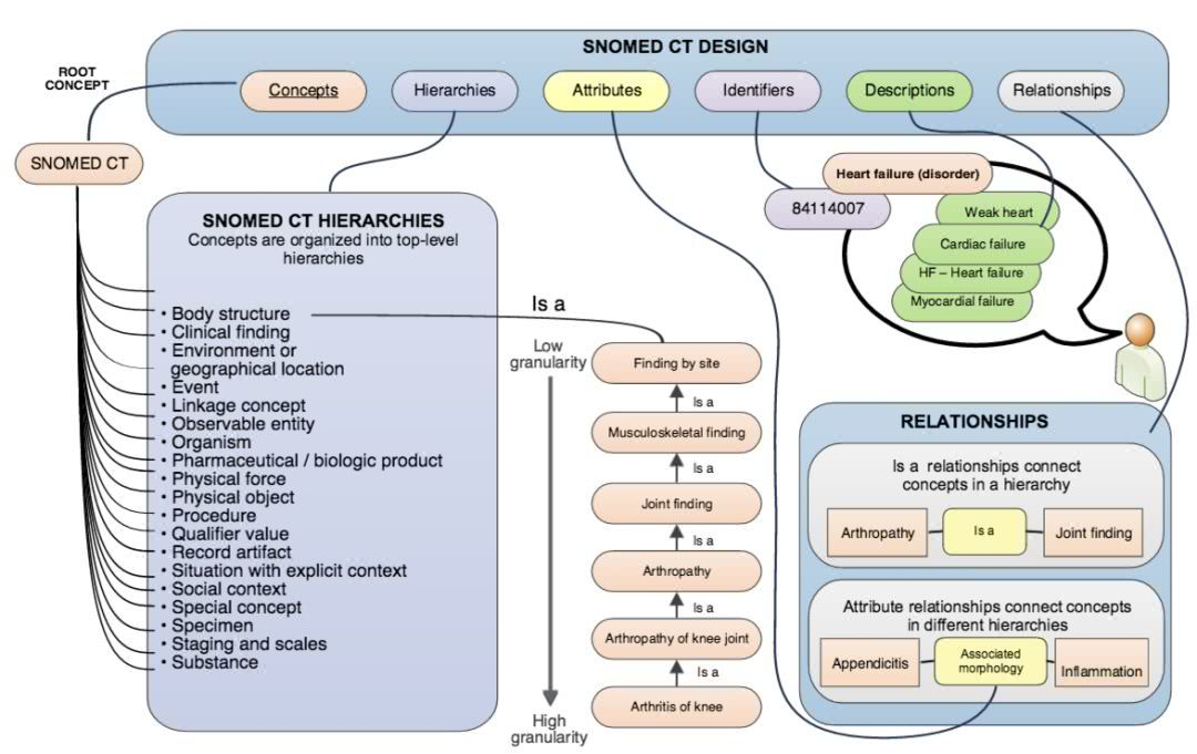 snomed ct-CSDN博客