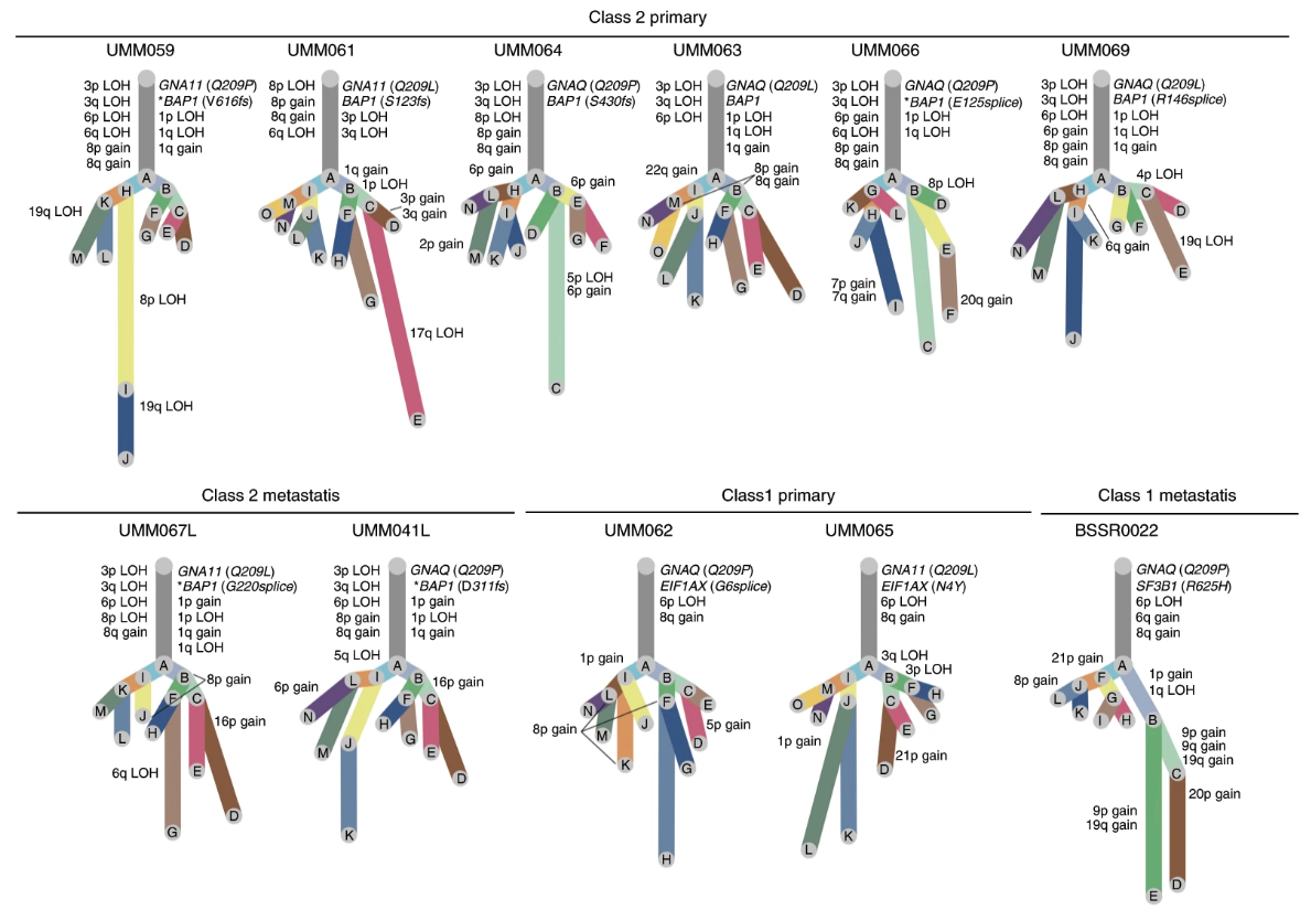 单细胞分析实录(13): inferCNV结合UPhyloplot2分析肿瘤进化_infercnv .dat文件 注释-CSDN博客