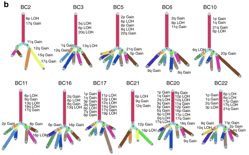 单细胞分析实录(13): inferCNV结合UPhyloplot2分析肿瘤进化_infercnv .dat文件 注释-CSDN博客