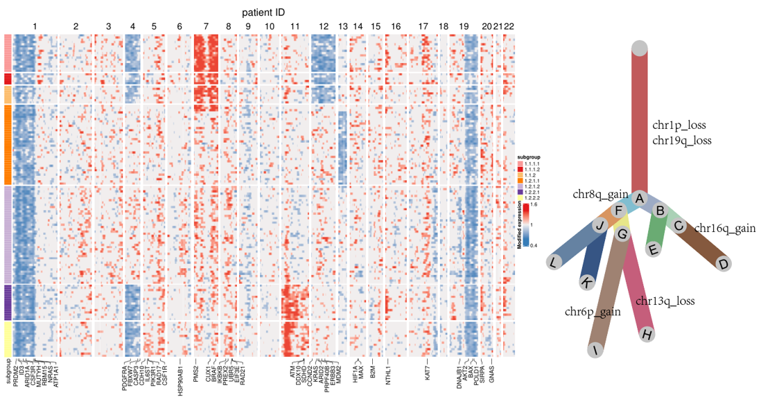 Single-cell analysis Record (13): Infercnv combined with uphyloplot2 analysis tumor evolution ...