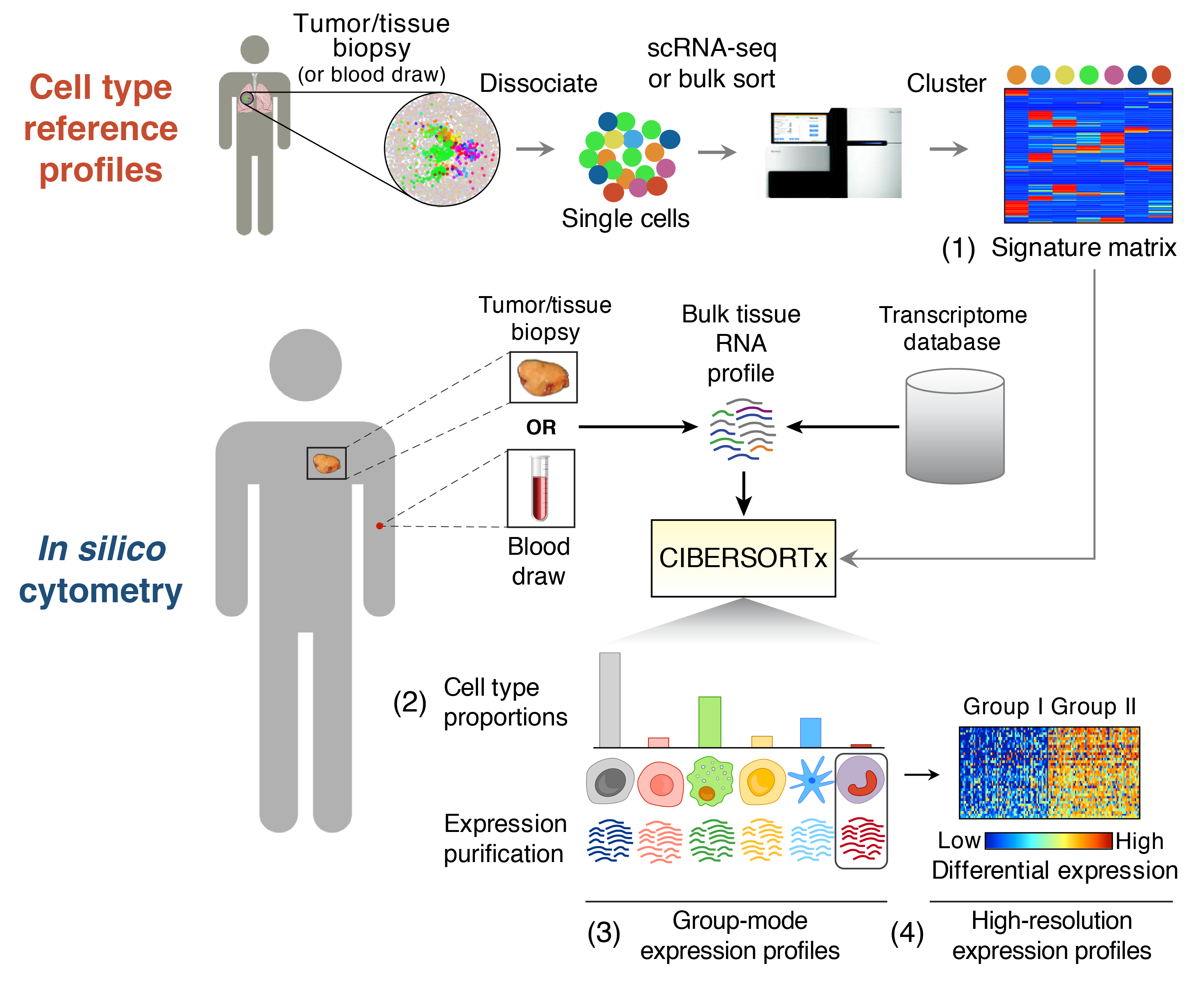 CIBERSORT 学习笔记_cibersort官网-CSDN博客