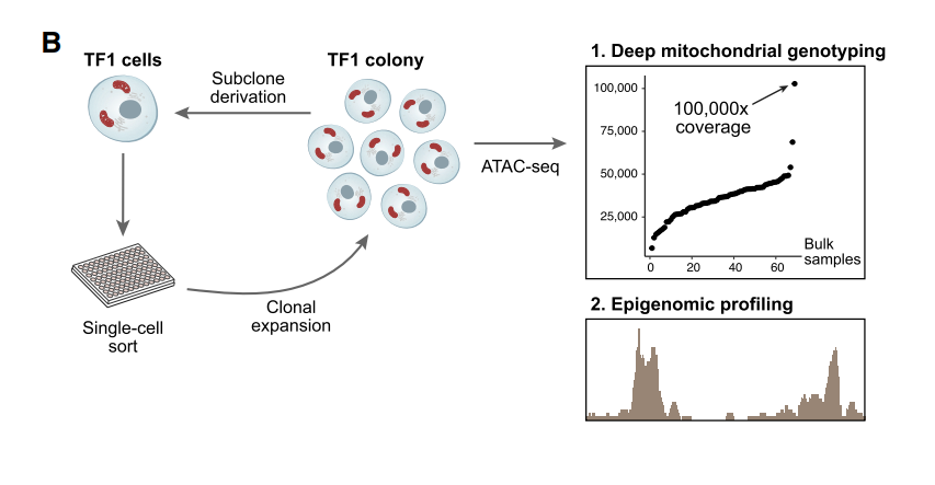 文献阅读 | 利用体细胞的mtDNA的突变追踪细胞的分化命运_使用遗传手段对表达特定标记基因的祖细胞亚群进行标记-CSDN博客