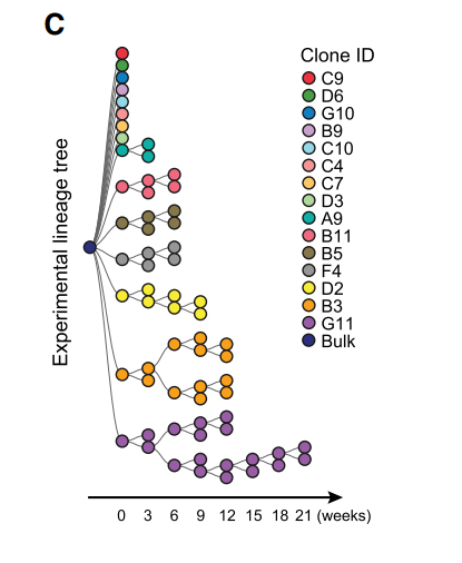 文献阅读 | 利用体细胞的mtDNA的突变追踪细胞的分化命运_使用遗传手段对表达特定标记基因的祖细胞亚群进行标记-CSDN博客