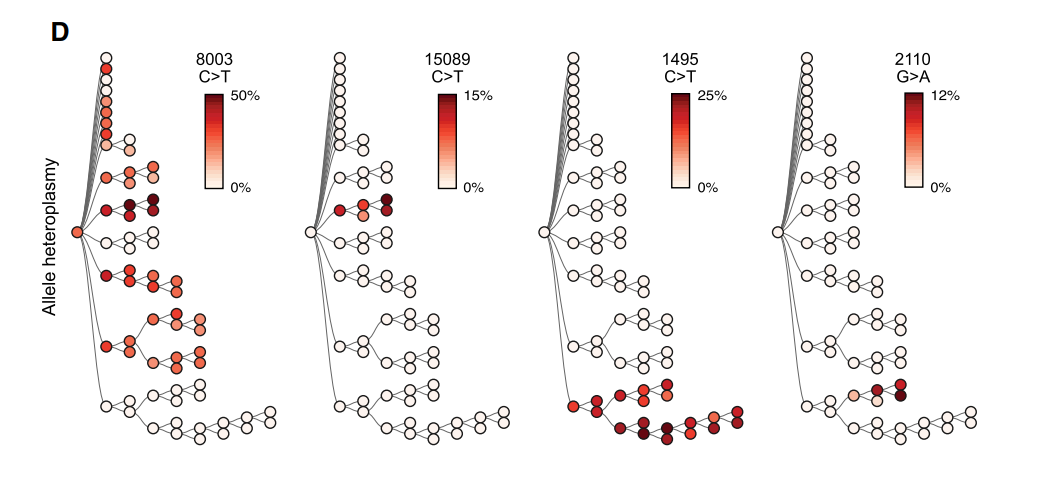 文献阅读 | 利用体细胞的mtDNA的突变追踪细胞的分化命运_使用遗传手段对表达特定标记基因的祖细胞亚群进行标记-CSDN博客
