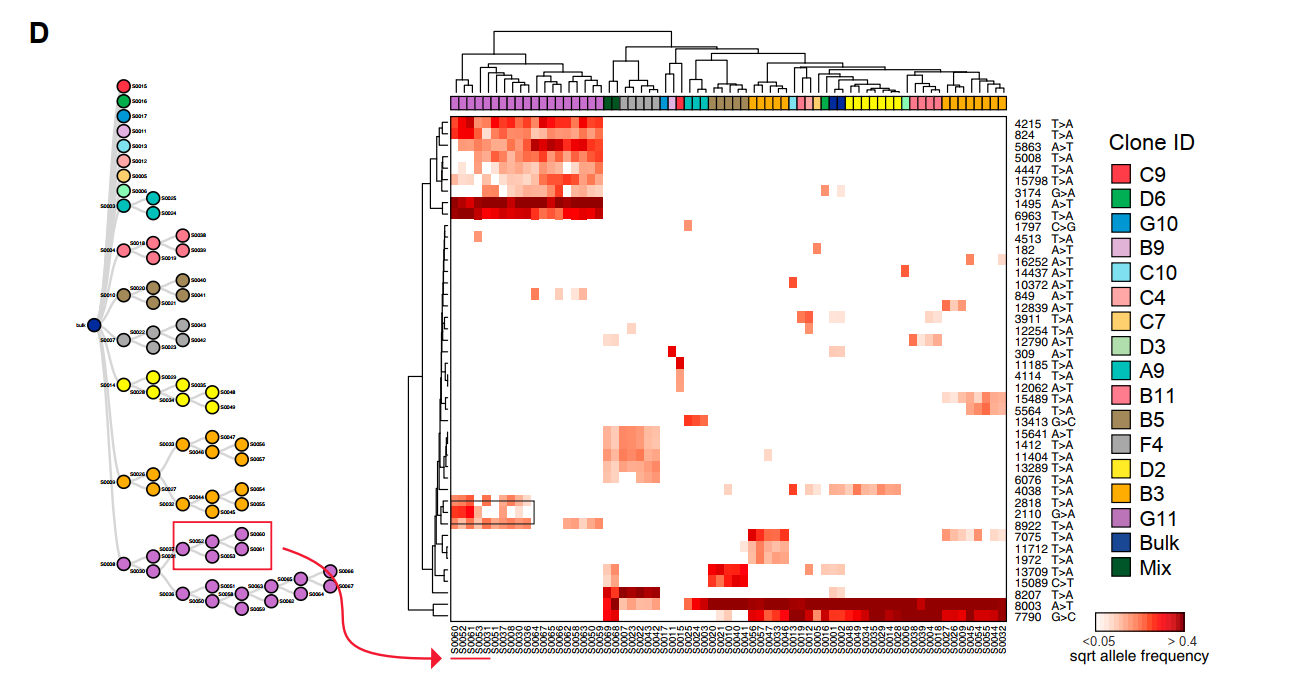 文献阅读 | 利用体细胞的mtDNA的突变追踪细胞的分化命运_使用遗传手段对表达特定标记基因的祖细胞亚群进行标记-CSDN博客