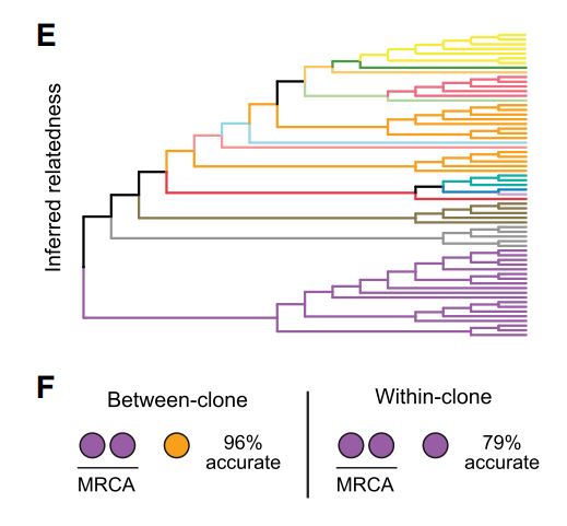 文献阅读 | 利用体细胞的mtDNA的突变追踪细胞的分化命运_使用遗传手段对表达特定标记基因的祖细胞亚群进行标记-CSDN博客