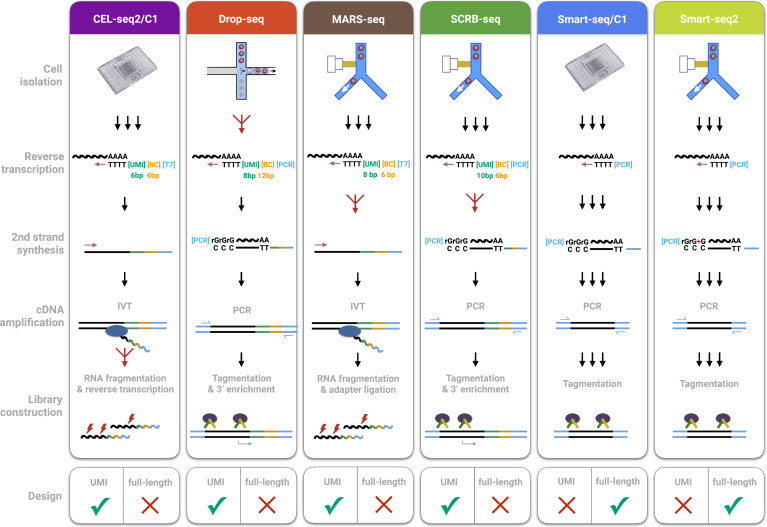 文献阅读 | 利用体细胞的mtDNA的突变追踪细胞的分化命运_使用遗传手段对表达特定标记基因的祖细胞亚群进行标记-CSDN博客