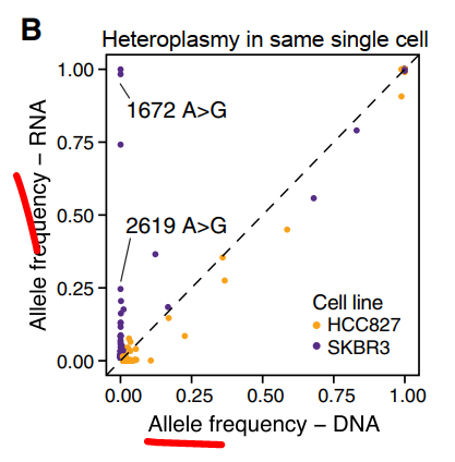 文献阅读 | 利用体细胞的mtDNA的突变追踪细胞的分化命运_使用遗传手段对表达特定标记基因的祖细胞亚群进行标记-CSDN博客