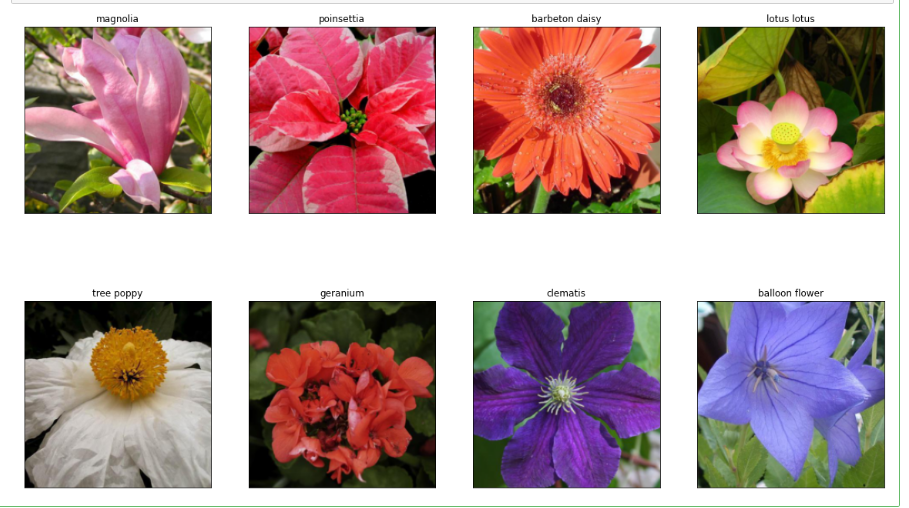 pytorch学习之基于resnet训练flower图像分类模型_flower data-CSDN博客