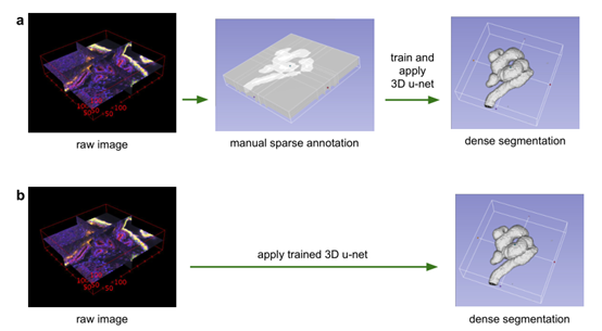深度学习论文笔记 3d U Net Learning Dense Volumetric Segmentation From Sparse 
