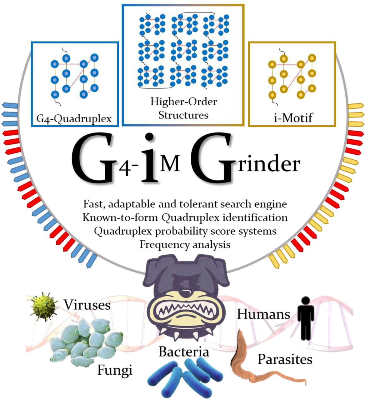 G4-iM Grinder 核酸非标准螺旋分析R包_g4imgrinder-CSDN博客