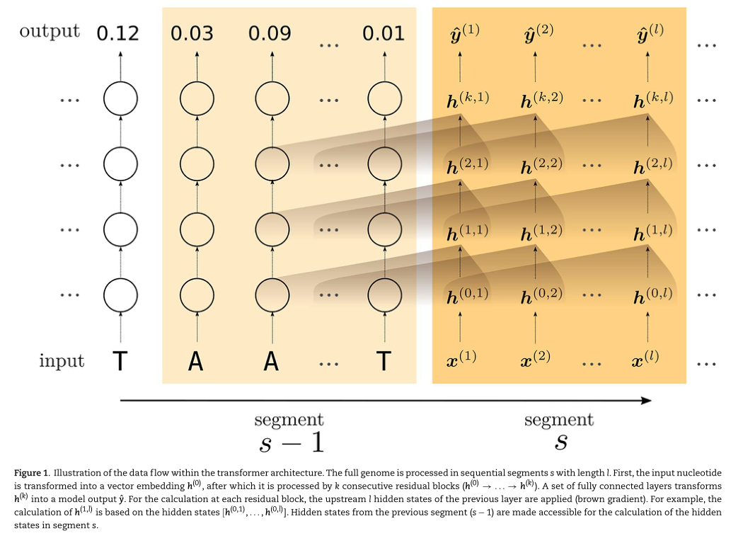 论文解读：《功能基因组学transformer模型的可解释性》_explainability in transformer models ...
