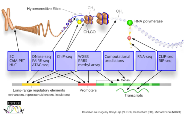 ENCODE---GENCODE---TCGA---1000 GENOME_1000genome-CSDN博客