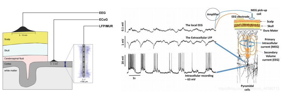 【脑电数据处理】electrophysiology and EEG(AP\LFP\ECoG\EEG)_lfp+ap-CSDN博客