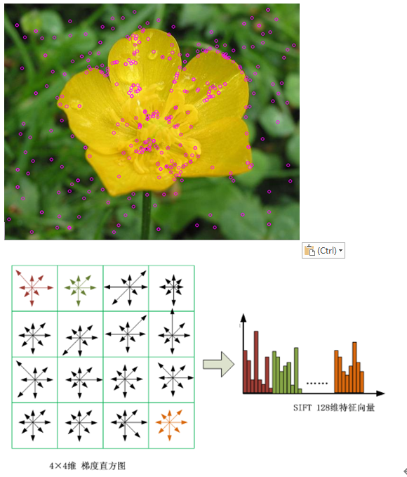 基于SIFT和颜色特征的花卉图像分类-CSDN博客