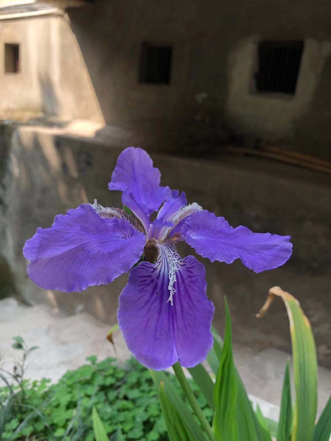 鸢尾花BP算法实现 Python_bp算法实现鸢尾花分类问题python-CSDN博客