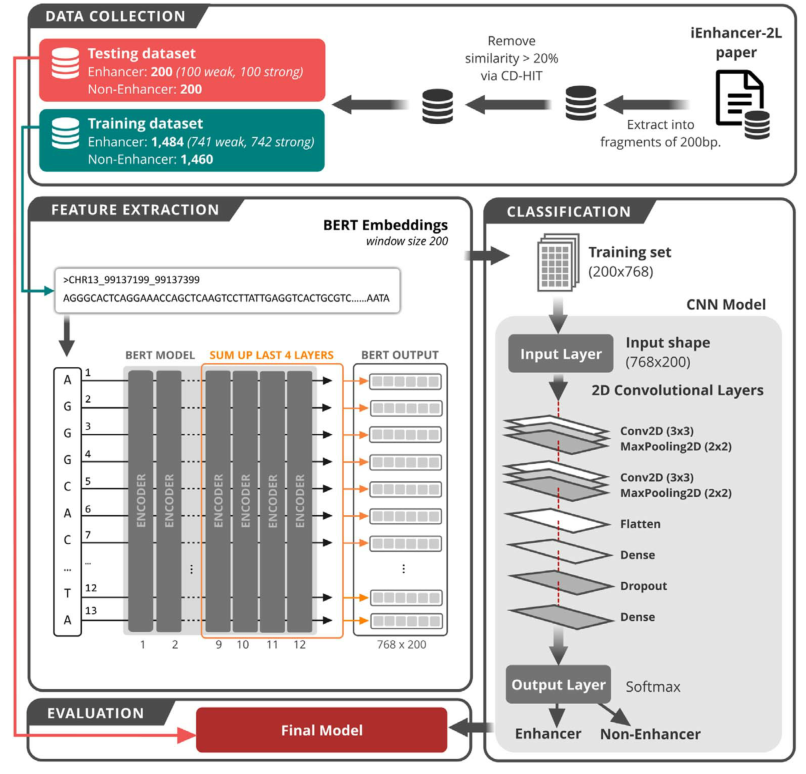 论文解读：《基于BERT和二维卷积神经网络的DNA增强子序列识别transformer结构》_a transformer ...