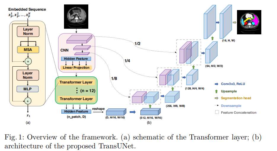 TransUNet阅读笔记与训练尝试_.npy.h5-CSDN博客
