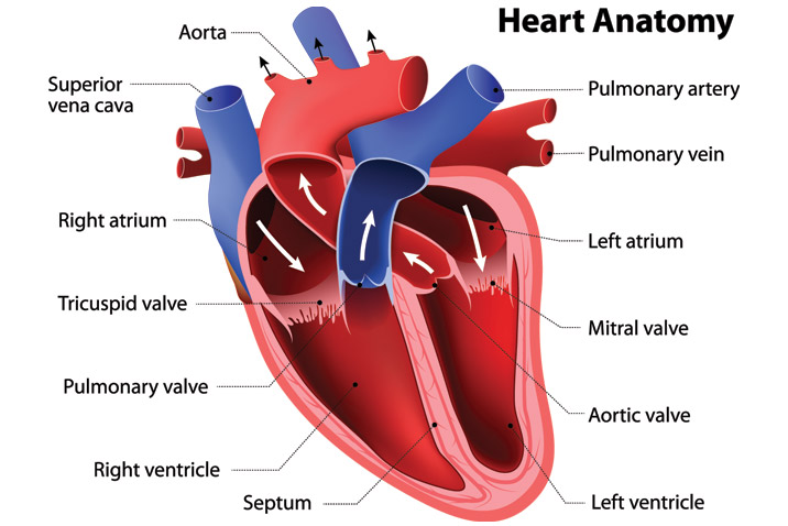 机器学习项目实战(四) 心脏病发作预测_heart attack analysis & prediction dataset-CSDN博客
